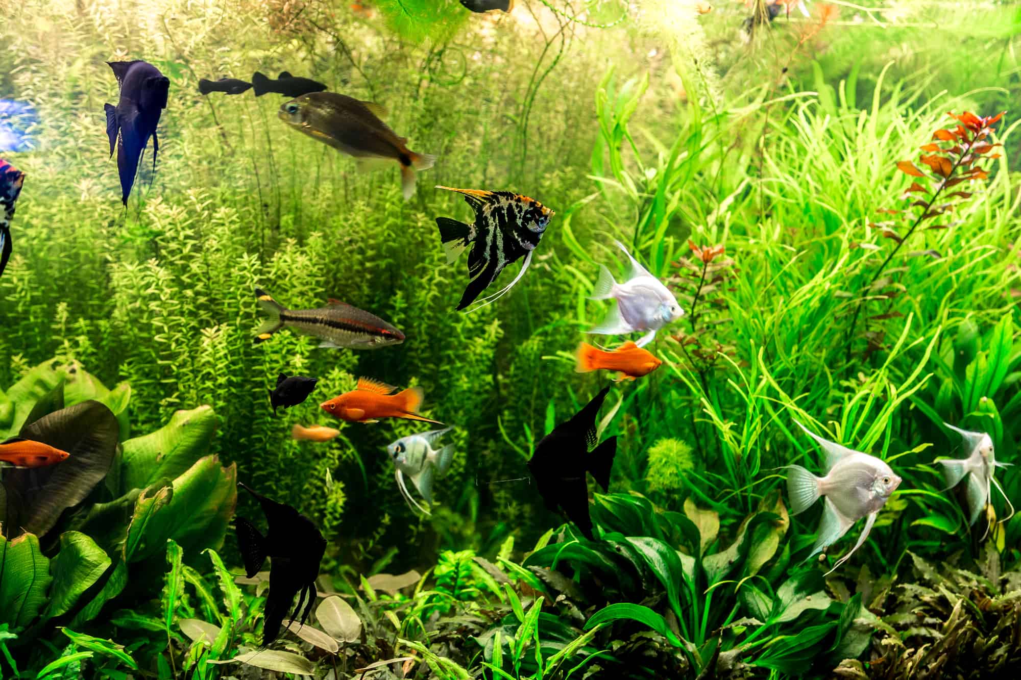 Top 10 Best Aquarium Plants To Reduce Nitrates (Updated 2021)