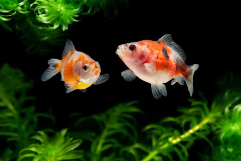 What Are The Smallest Types Of Goldfish? (17 Types)