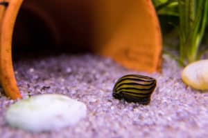 How To Tell If A Snail Is Dead (5 Easy Ways)