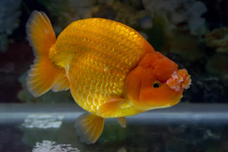 What Are The Smallest Types Of Goldfish? (17 Types)