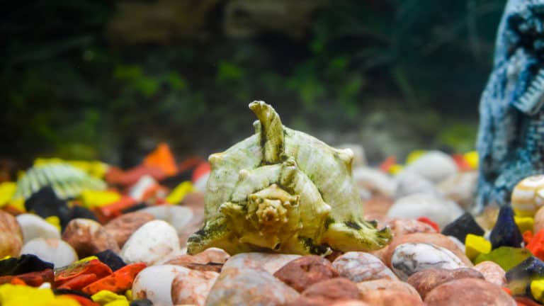 How To Tell If A Snail Is Dead (5 Easy Ways)