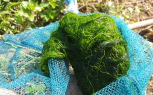 What Is Chaeto Algae? (Everything To Know)