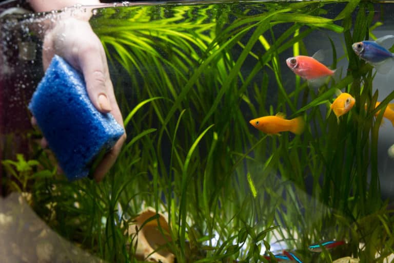 How To Remove Silicates From Aquarium Water (Guide)